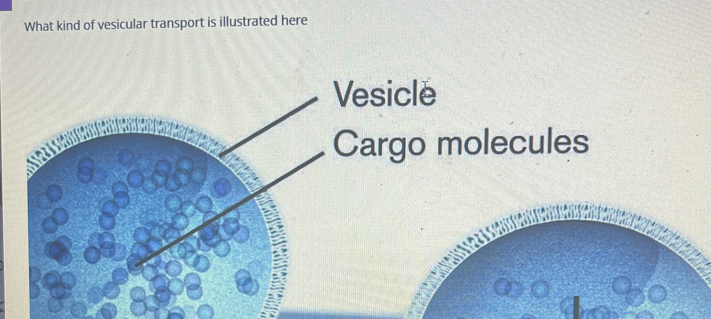 Solved What kind of vesicular transport is illustrated | Chegg.com