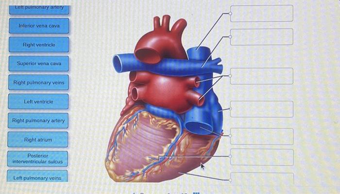 Left pulmonary artery Inferior vena cava Right | Chegg.com
