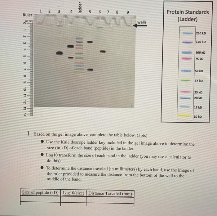 Solved ladder 1 2 3 5 6 7 8 9 Ruler Protein Standards | Chegg.com