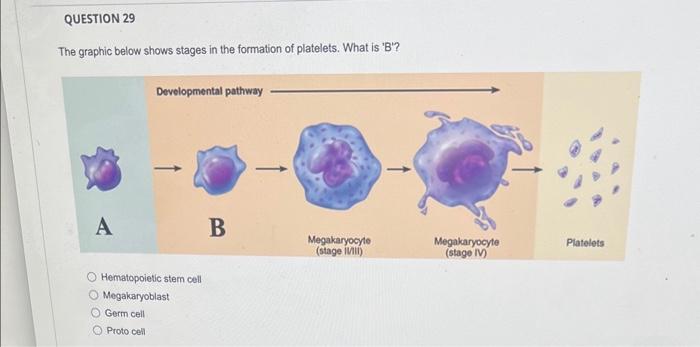 Solved The graphic below shows stages in the formation of | Chegg.com