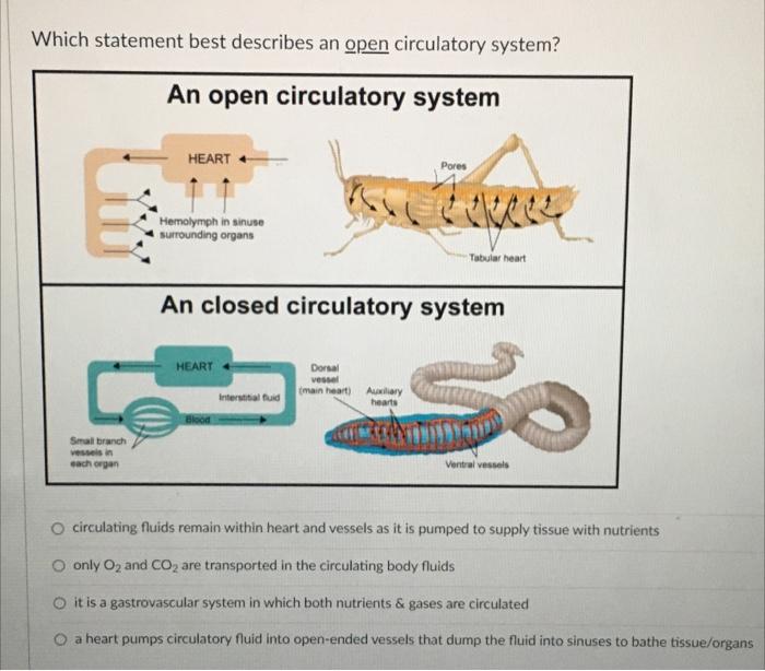 Solved Which statement best describes an open circulatory | Chegg.com