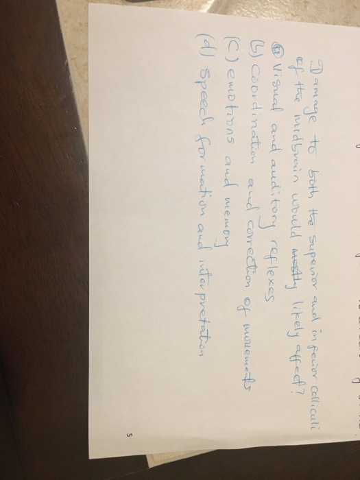 Solved Damage to both the superior and infecior colliculi of | Chegg.com