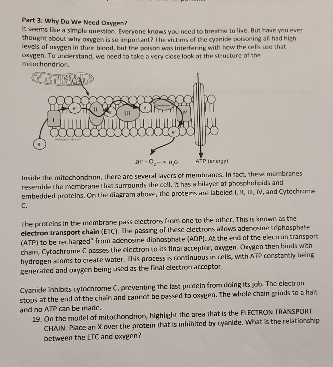 Solved Part 3: Why Do We Need Oxygen? It seems like a simple | Chegg.com