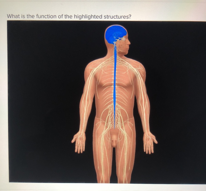Solved What is the function of the highlighted structures? | | Chegg.com
