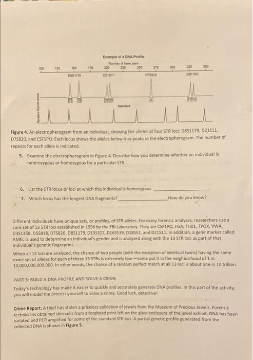 DNA PROFILING USING STRS INTRODUCTION Most | Chegg.com