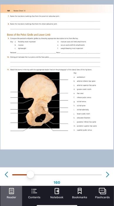 Solved REVIEW SHEET EXERCISE The Appendicular Skeleton Name | Chegg.com