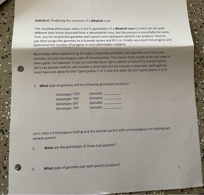 Activity E: Predicting the outcome of a dihybrid | Chegg.com