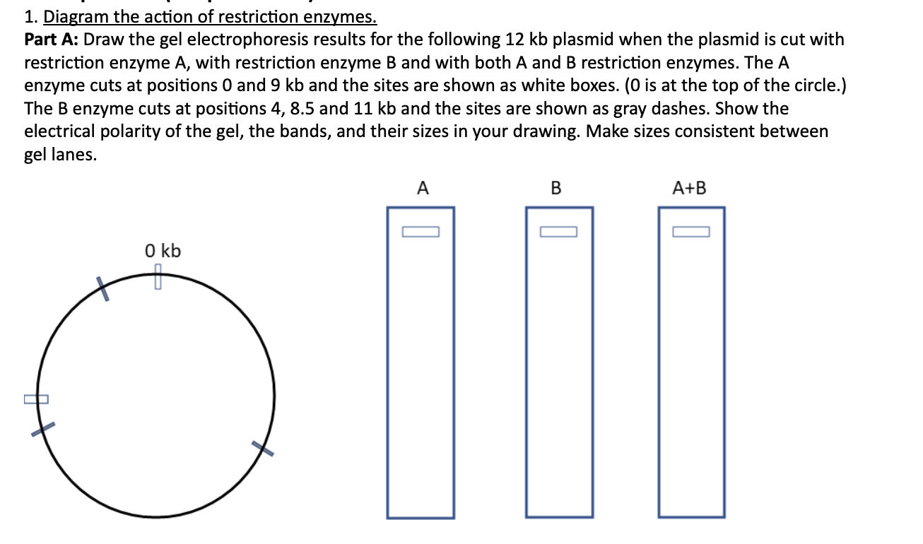 Solved Diagram the action of restriction enzymes. Part A: | Chegg.com