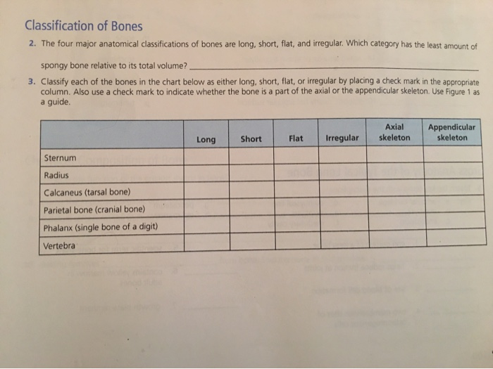 Solved Classification of Bones 2. The four major anatomical | Chegg.com