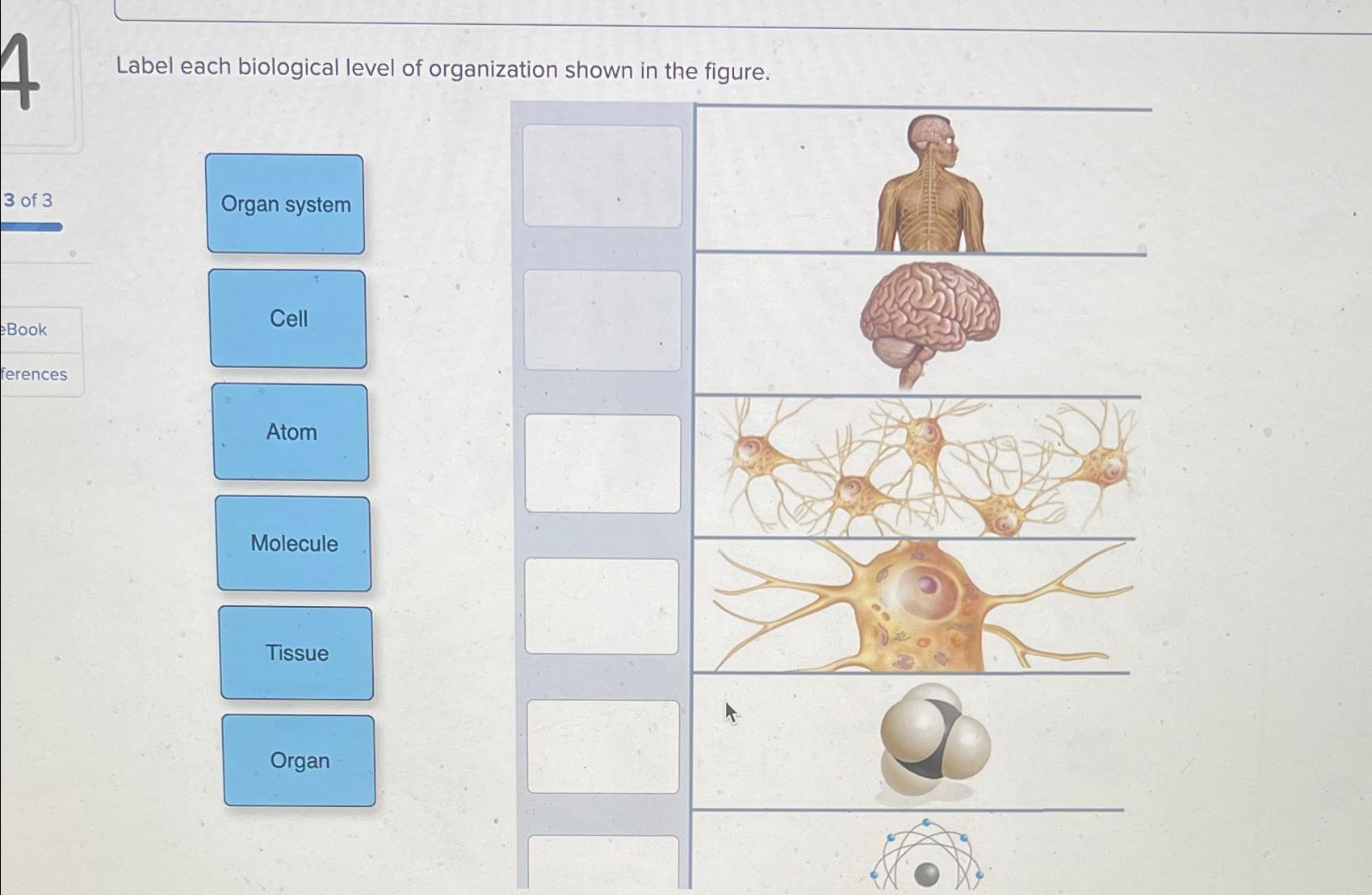 Solved 4Label each biological level of organization shown in | Chegg.com