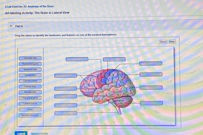 Solved Nervous System: CNS > Quiz > Question 19 Which | Chegg.com