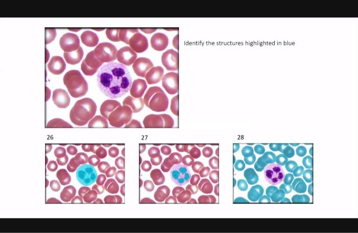 Solved Identify the structures highlighted in blue 26 27 28 | Chegg.com