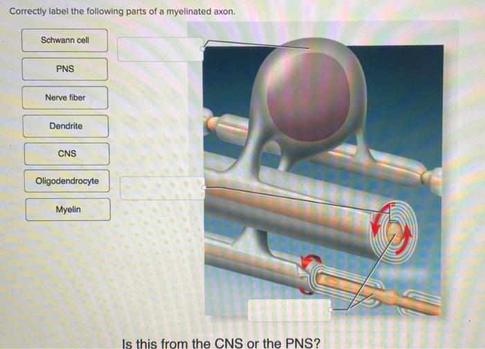 Solved Correctly label the following parts of a myelinated | Chegg.com