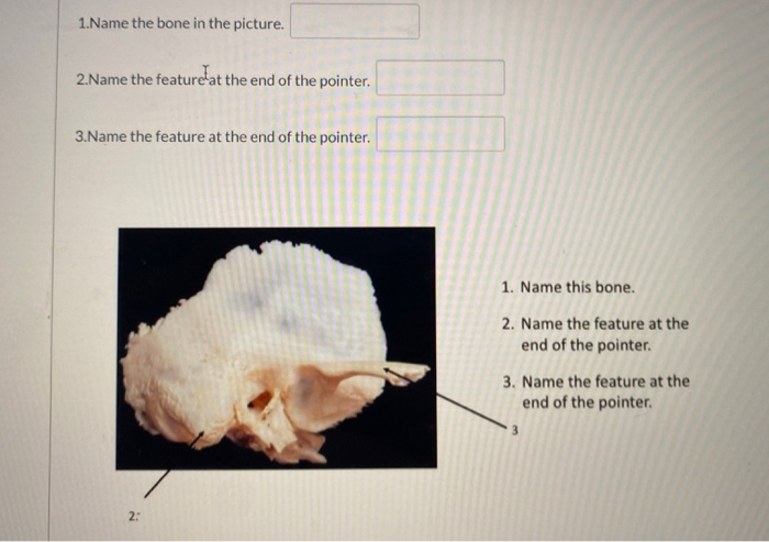 Solved 1. Name the bone indicated by the pointer. 2. Name | Chegg.com