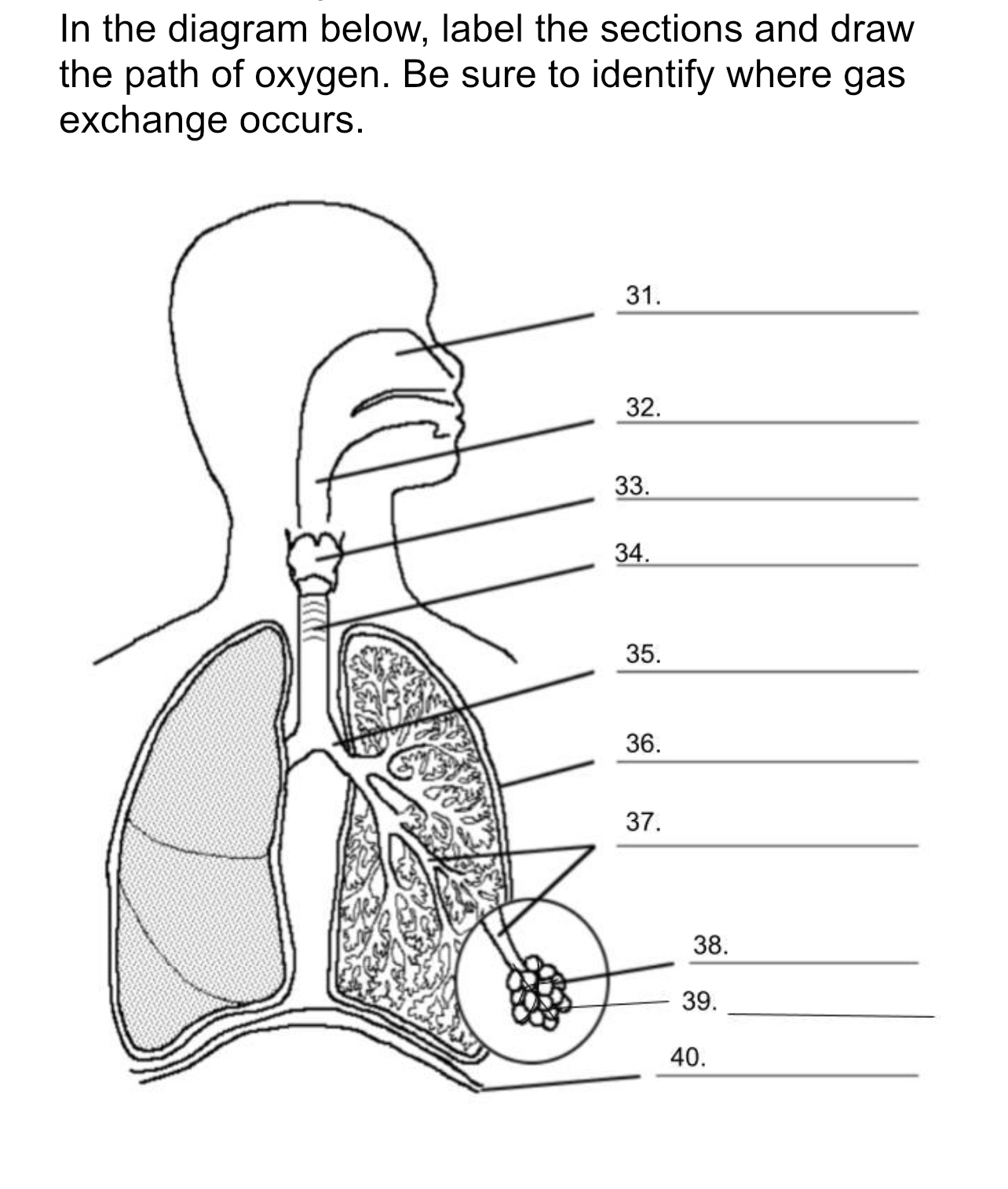 Solved In the diagram below, label the sections and draw the | Chegg.com