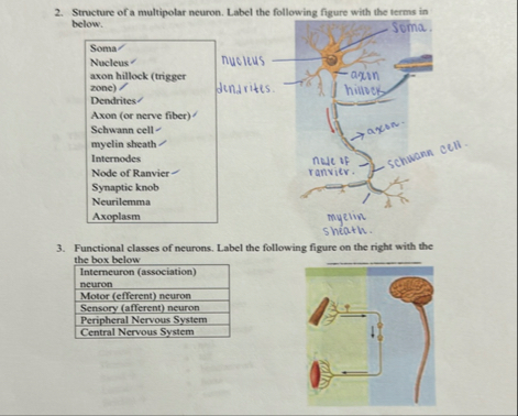 Solved Structure of a multipolar neuron. Label the following | Chegg.com
