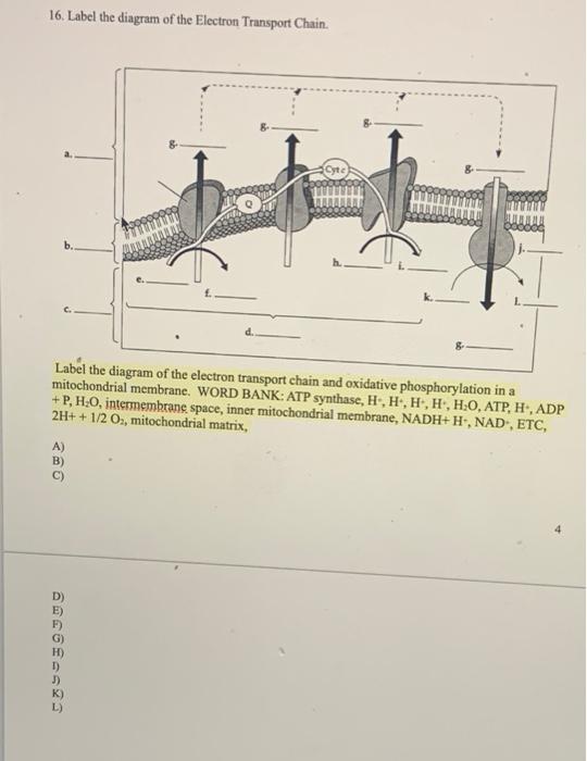 Electron Transport Chain Labeled Diagram