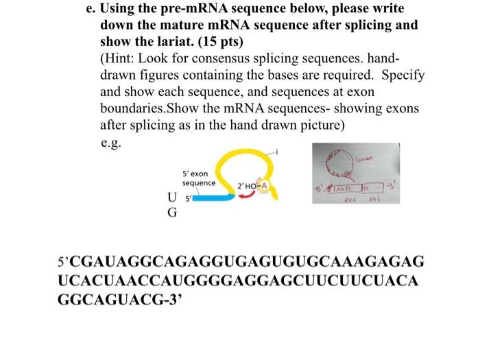 Solved e. Using the pre-mRNA sequence below, please write | Chegg.com