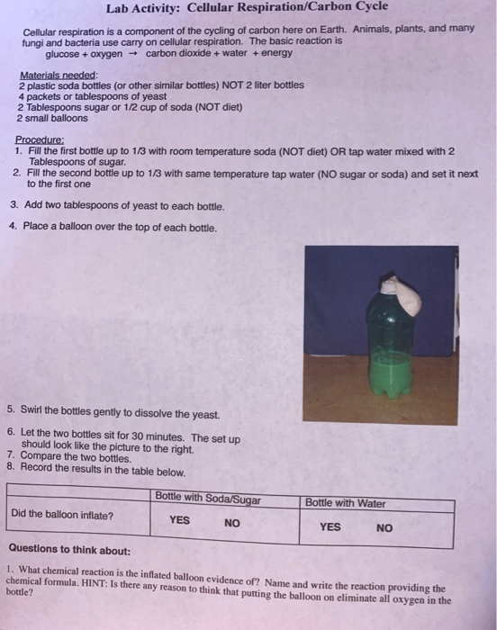 Solved Lab Activity: Cellular Respiration/Carbon Cycle | Chegg.com