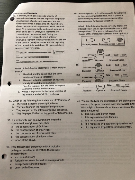 AP Biology Test on DNA Structure, DNA Function, | Chegg.com