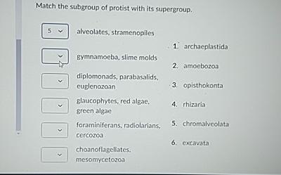 Solved Match the subgroup of protist with its | Chegg.com