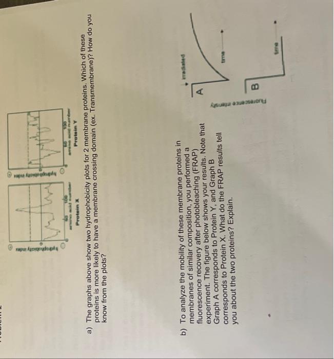 Solved a) The graphs above show two hydrophobicity plots for | Chegg.com