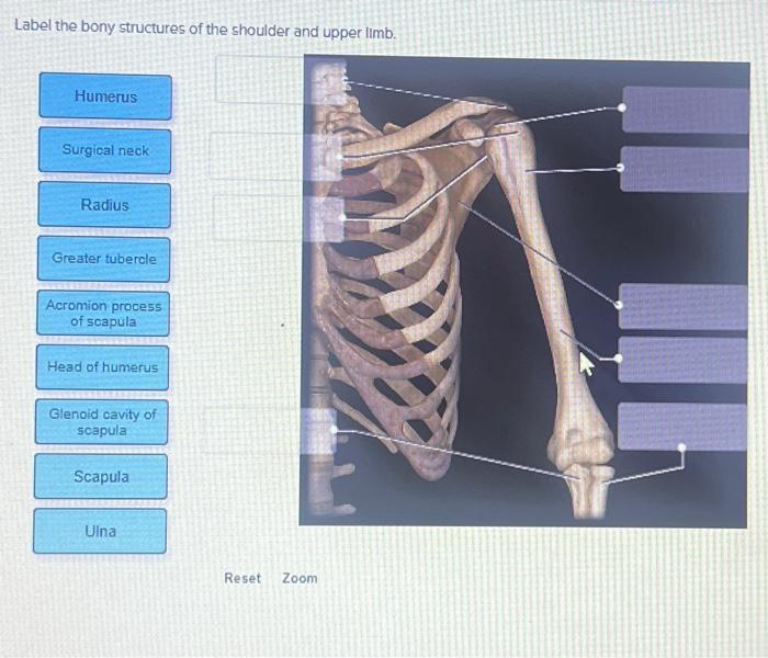 Solved Label the bony structures of the shoulder and upper | Chegg.com Solved Label the bony structures of the shoulder and upper | Chegg.com