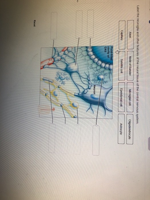 Solved Label the neuroglia and other features of the neural | Chegg.com