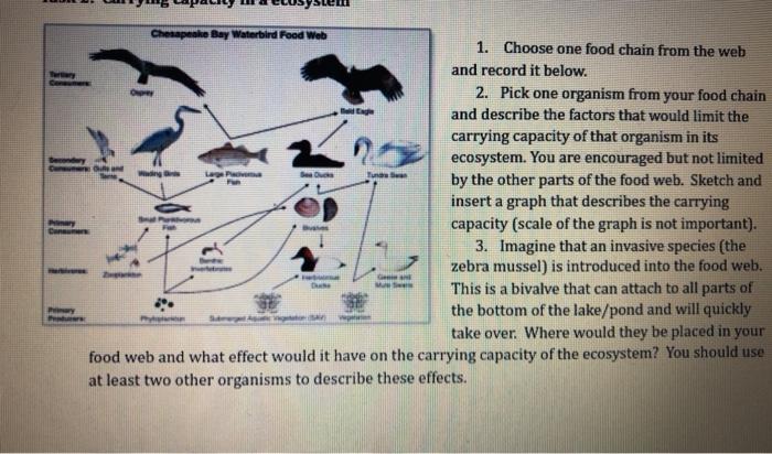 Solved wy Tunc Chesapeake Bay Waterbird Food Web Choose one | Chegg.com