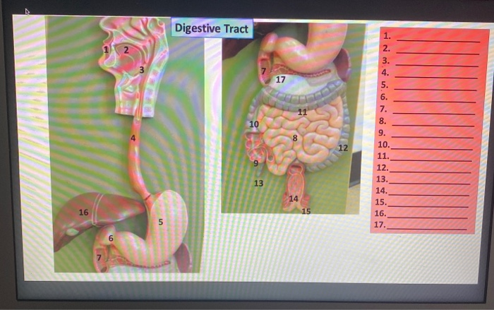 Solved Digestive Tract Handw.com 14 15. 16. 17. | Chegg.com