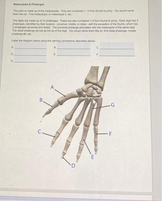 Solved 28. On the ulna, forms the "tip" or "point" of your | Chegg.com