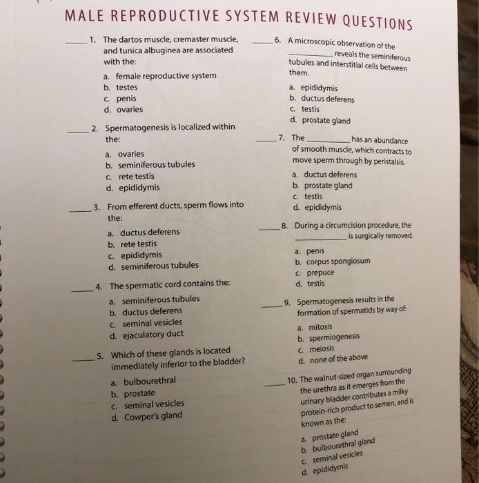 Solved MALE REPRODUCTIVE SYSTEM REVIEW QUESTIONS 1. The | Chegg.com