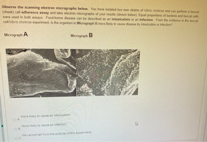 Solved Observe the scanning electron micrographs below. You | Chegg.com