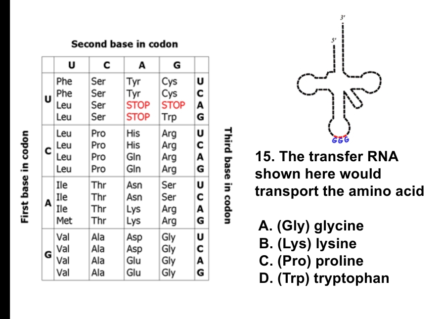 Solved Second base in codonThe transfer RNAshown here | Chegg.com