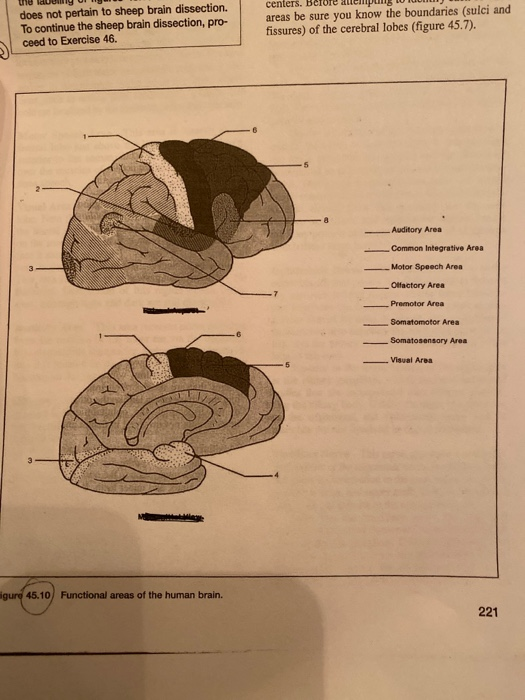 Solved une duug does not pertain to sheep brain dissection. | Chegg.com