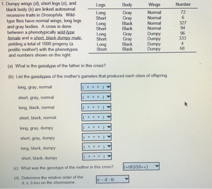 Solved 1. Dumpy wings (d), short legs (s), and black body | Chegg.com