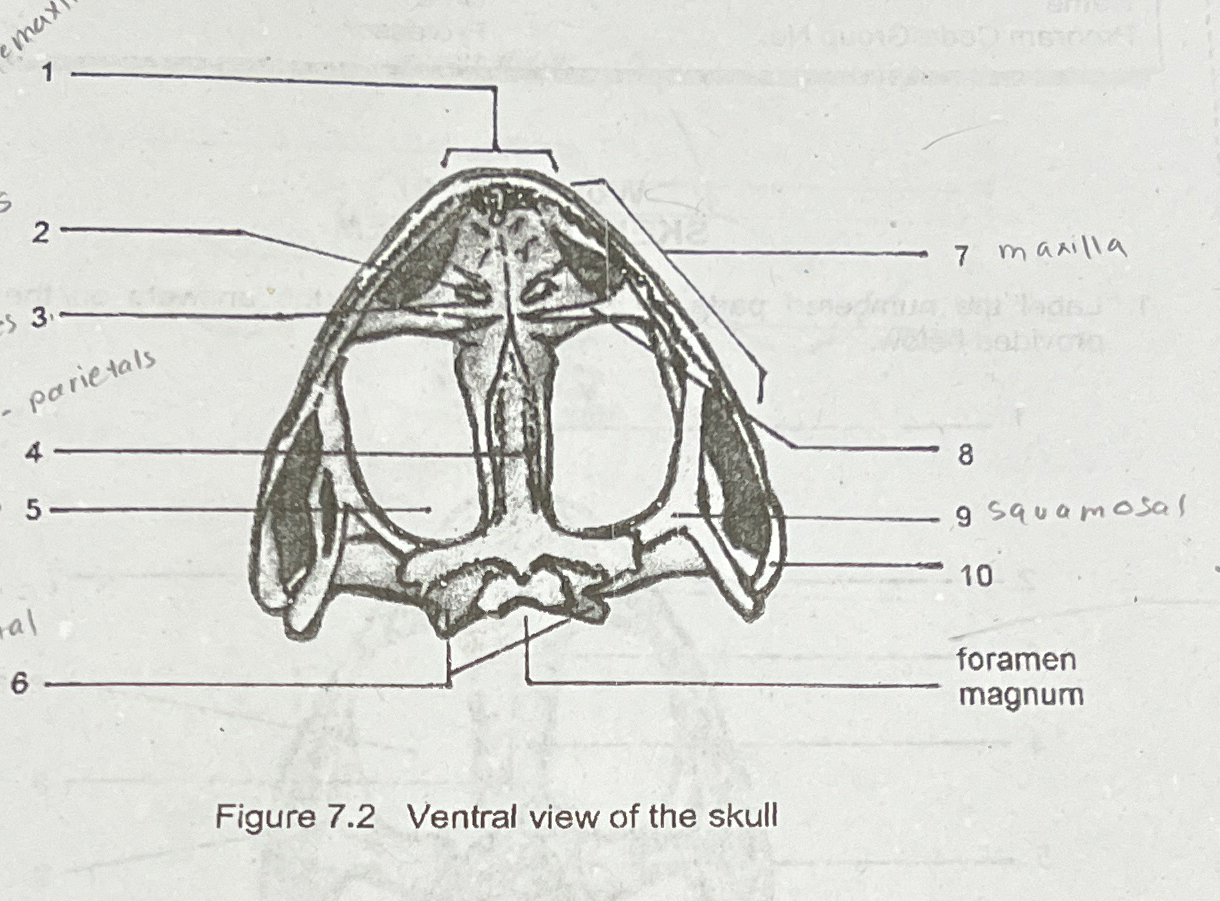 Solved Figure 7.2 ﻿Ventral view of the skull | Chegg.com