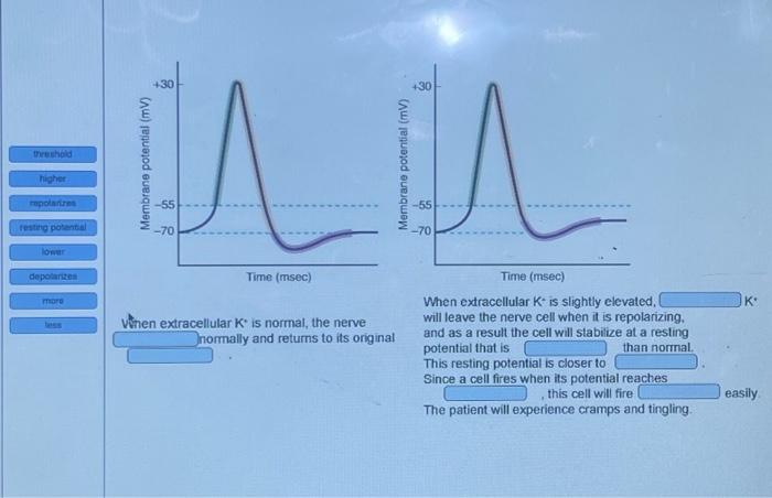 Solved threshold higher repolarizes resting potential lower | Chegg.com