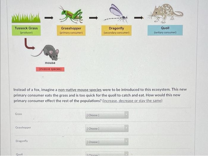 Solved Tussock Grass (producer) Grasshopper (primary | Chegg.com