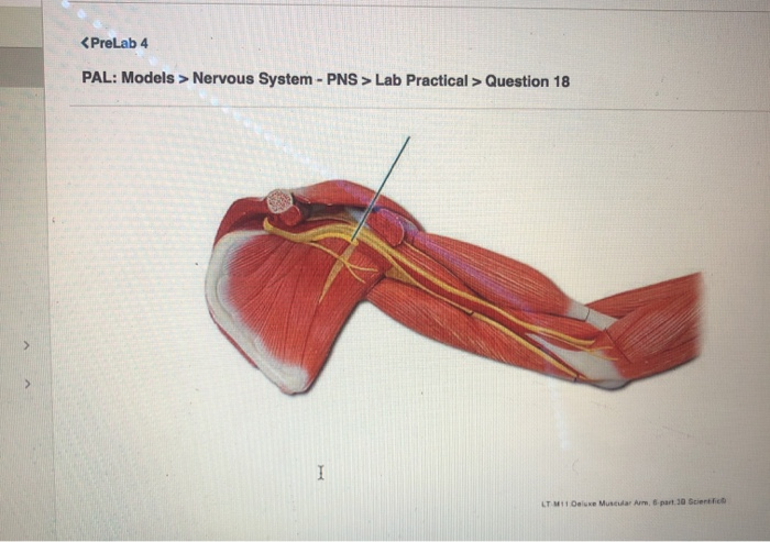 Nervous System - PNS > Lab Practical > Question 18 > | Chegg.com