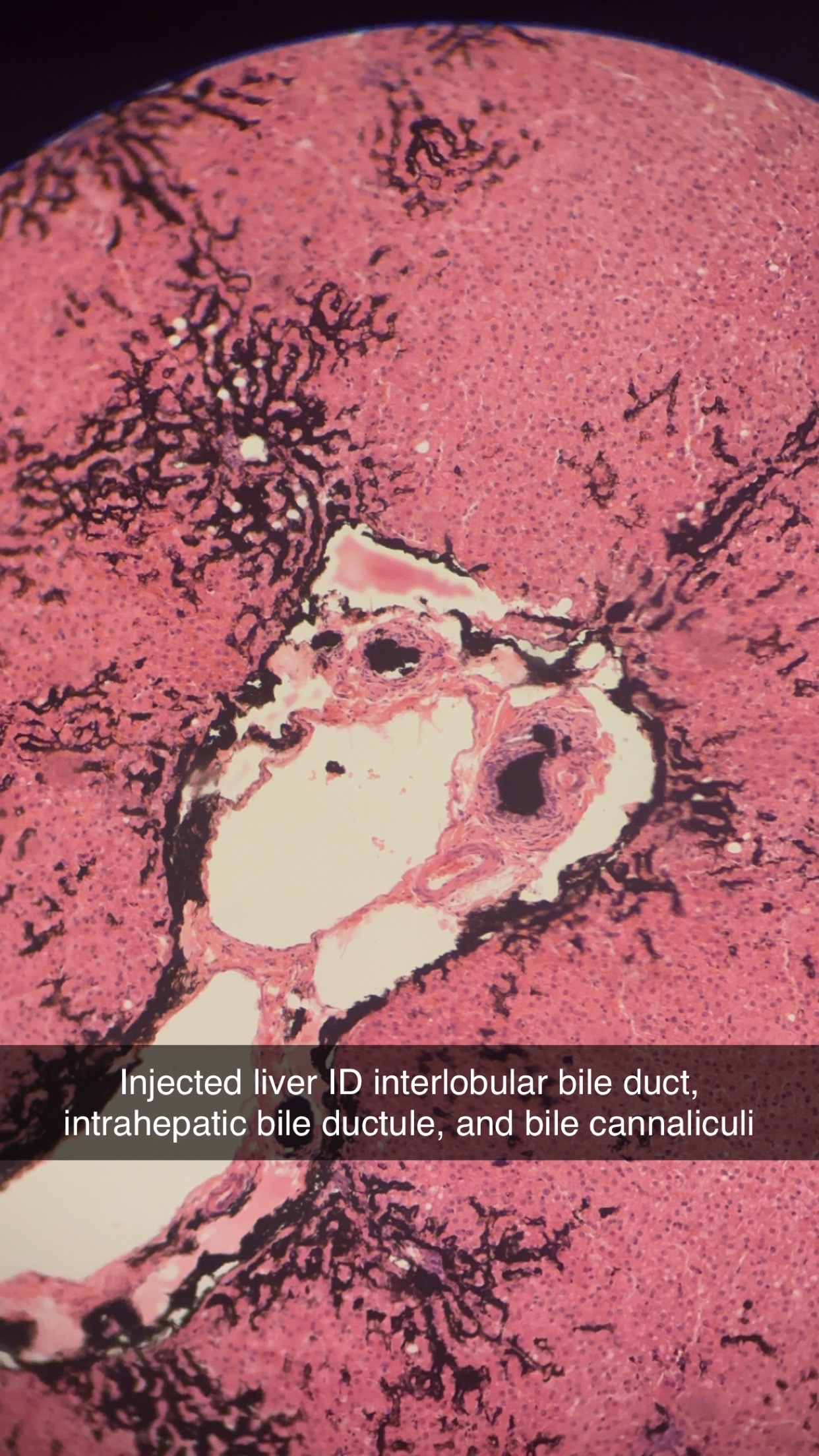 Solved Please mark on the image where each of the following | Chegg.com