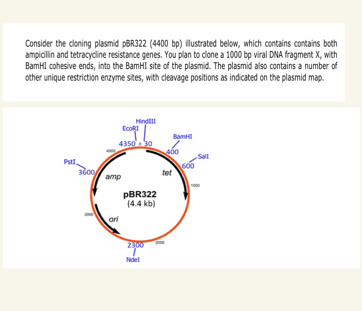 Solved Consider the cloning plasmid pBR322 ( 4400bp ) | Chegg.com