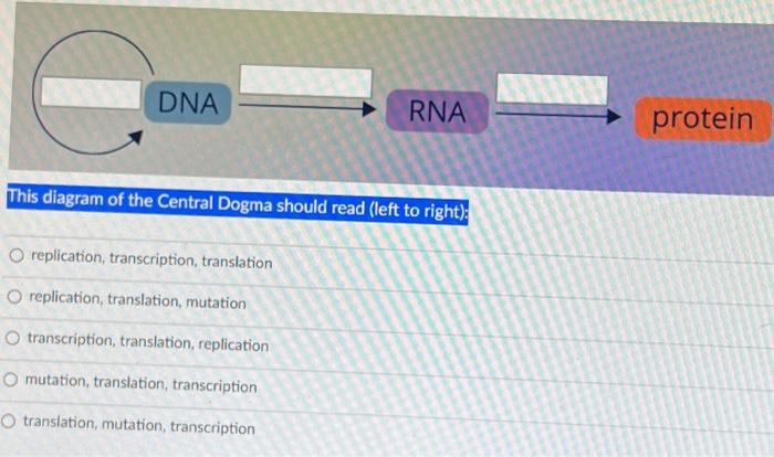 Solved DNA RNA This diagram of the Central Dogma should read | Chegg.com
