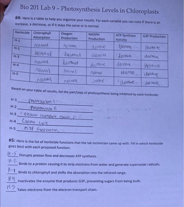 Solved Bio 201 Lab 9 - Photosynthesis Levels in Chloroplasts | Chegg.com