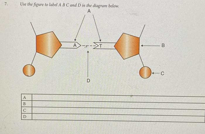 Solved 7 . Use the figure to label A B C and D in the | Chegg.com