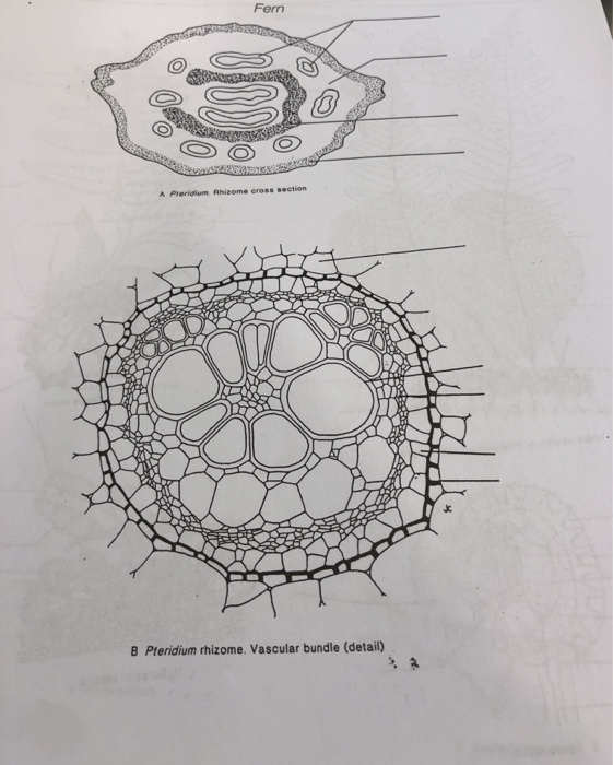 Solved - Fern (C ) A Preridium. Rhizome cross section B | Chegg.com