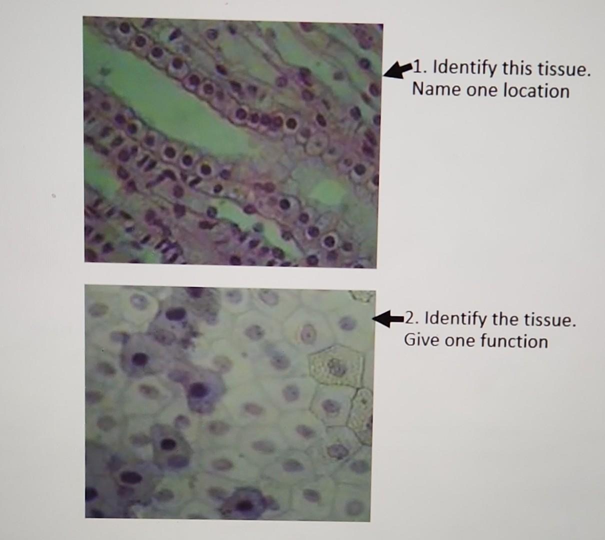 Solved 7. Identify this tissue. Give one location 8. | Chegg.com