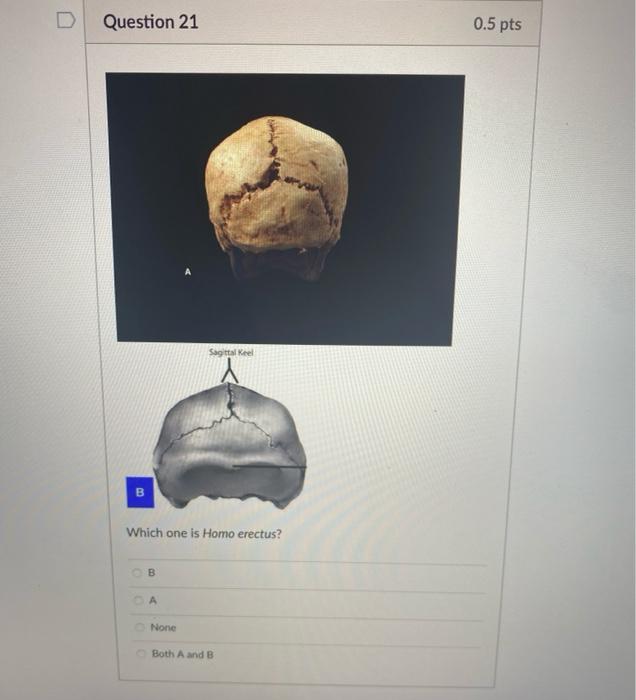Solved Question 21 0.5 pts Sagittal Keel B Which one is Homo | Chegg.com