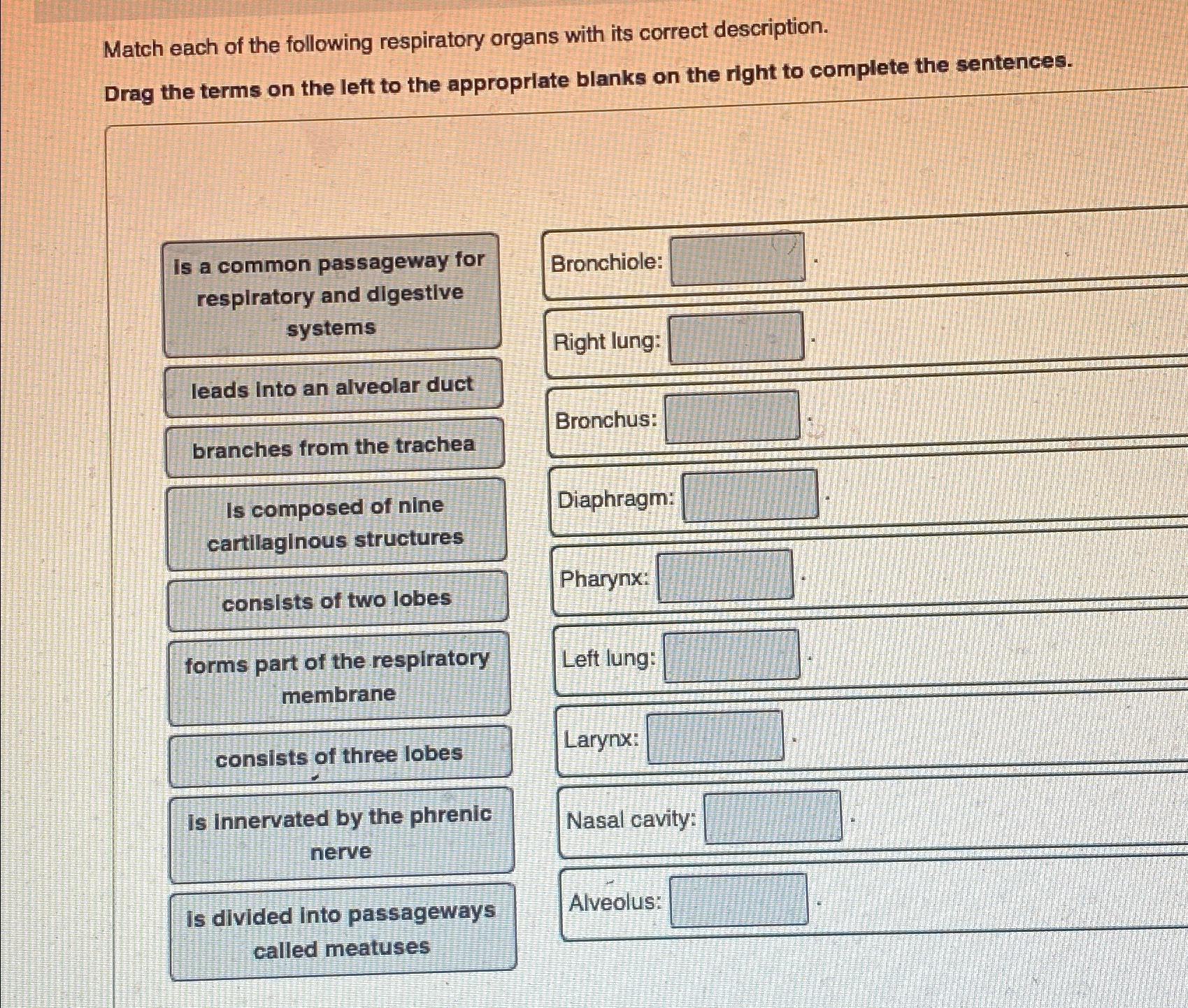 Solved Match each of the following respiratory organs with | Chegg.com