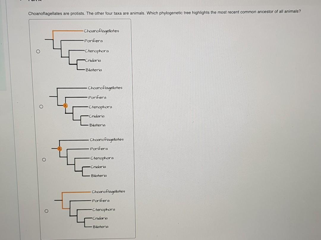Solved Choanoflagellates are protists. The other four taxa | Chegg.com